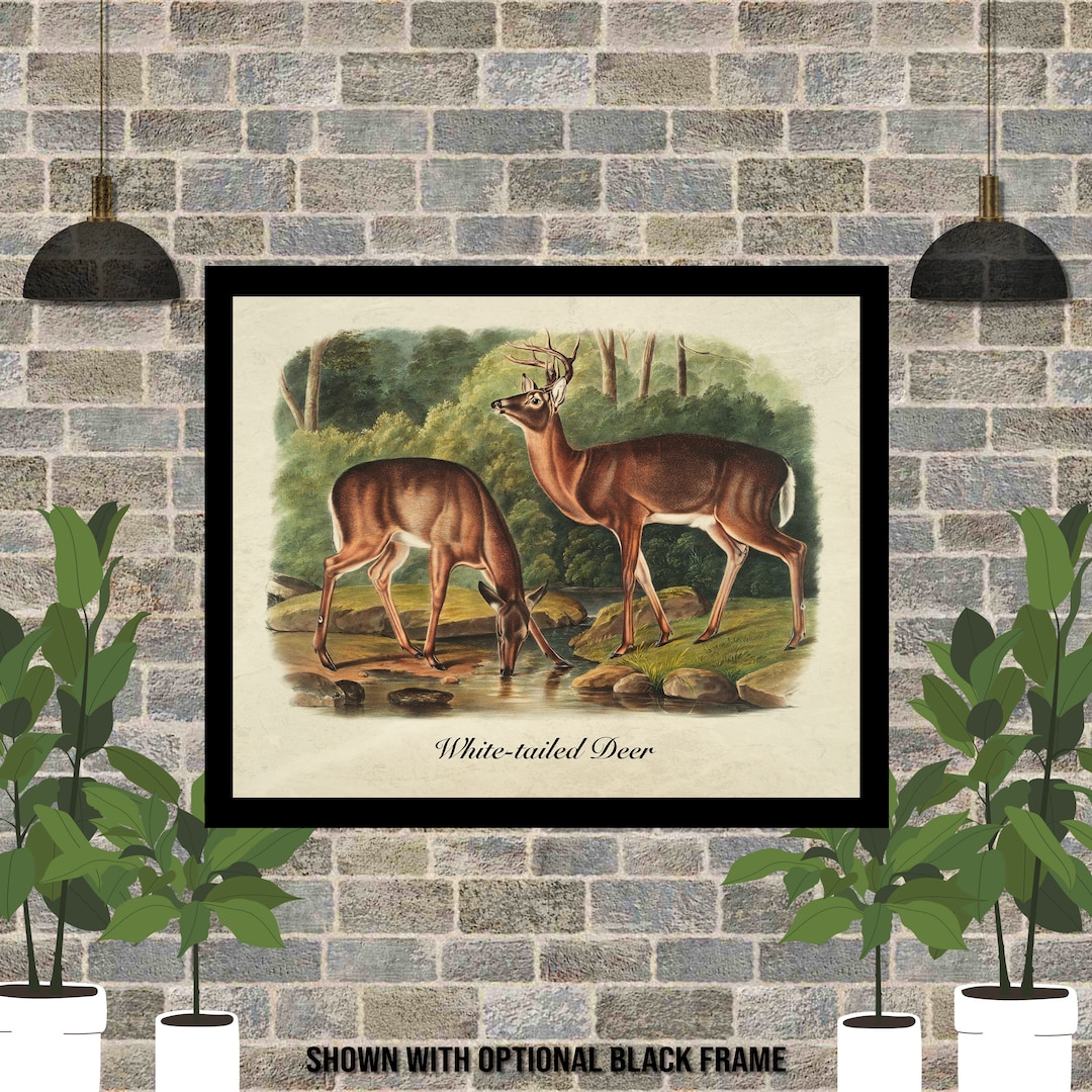 White-tailed Deer Art Print Wildlife Wall Art Deer Poster - Etsy