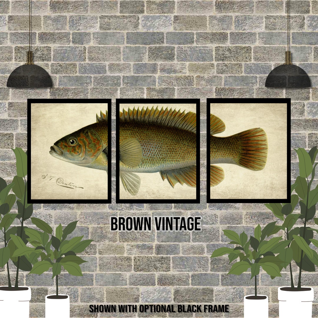 Bergall Print Set Set of 3 Giclee Fish Prints Bergall - Etsy