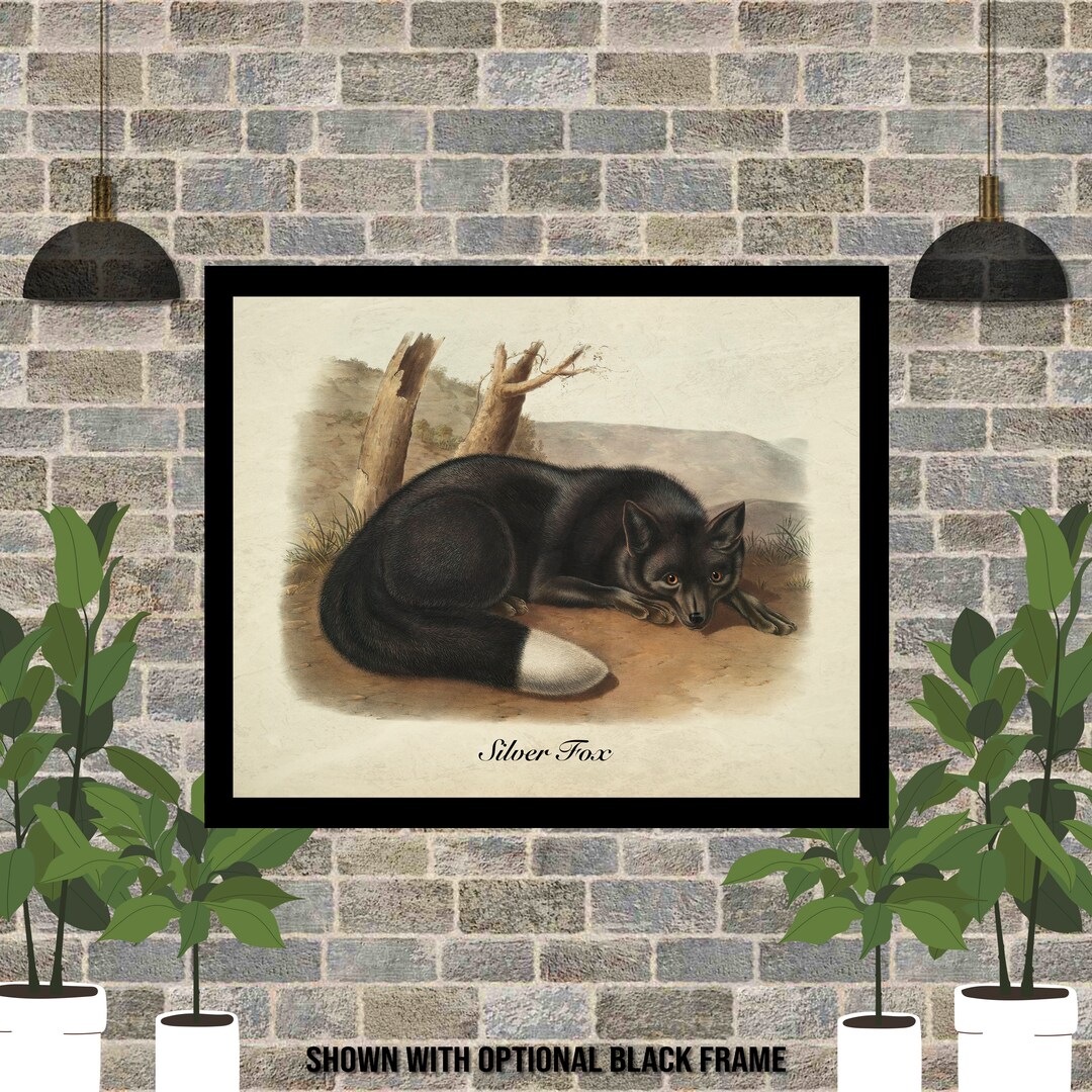 Silver Fox Art Print Wildlife Wall Art Fox Wall Hanging - Etsy