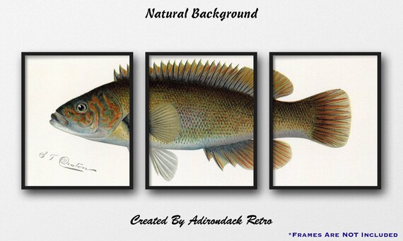 Bergall Print Set Set of 3 Giclee Fish Prints Bergall | Etsy