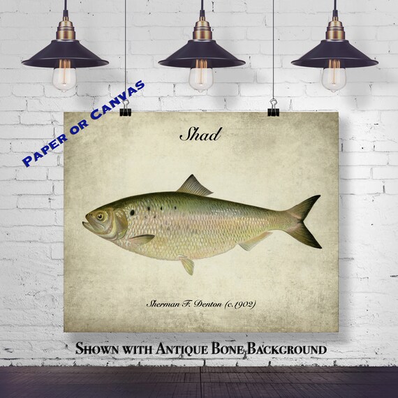 Shad Art Print Denton Fish Print Reproduction Rustic Wall | Etsy