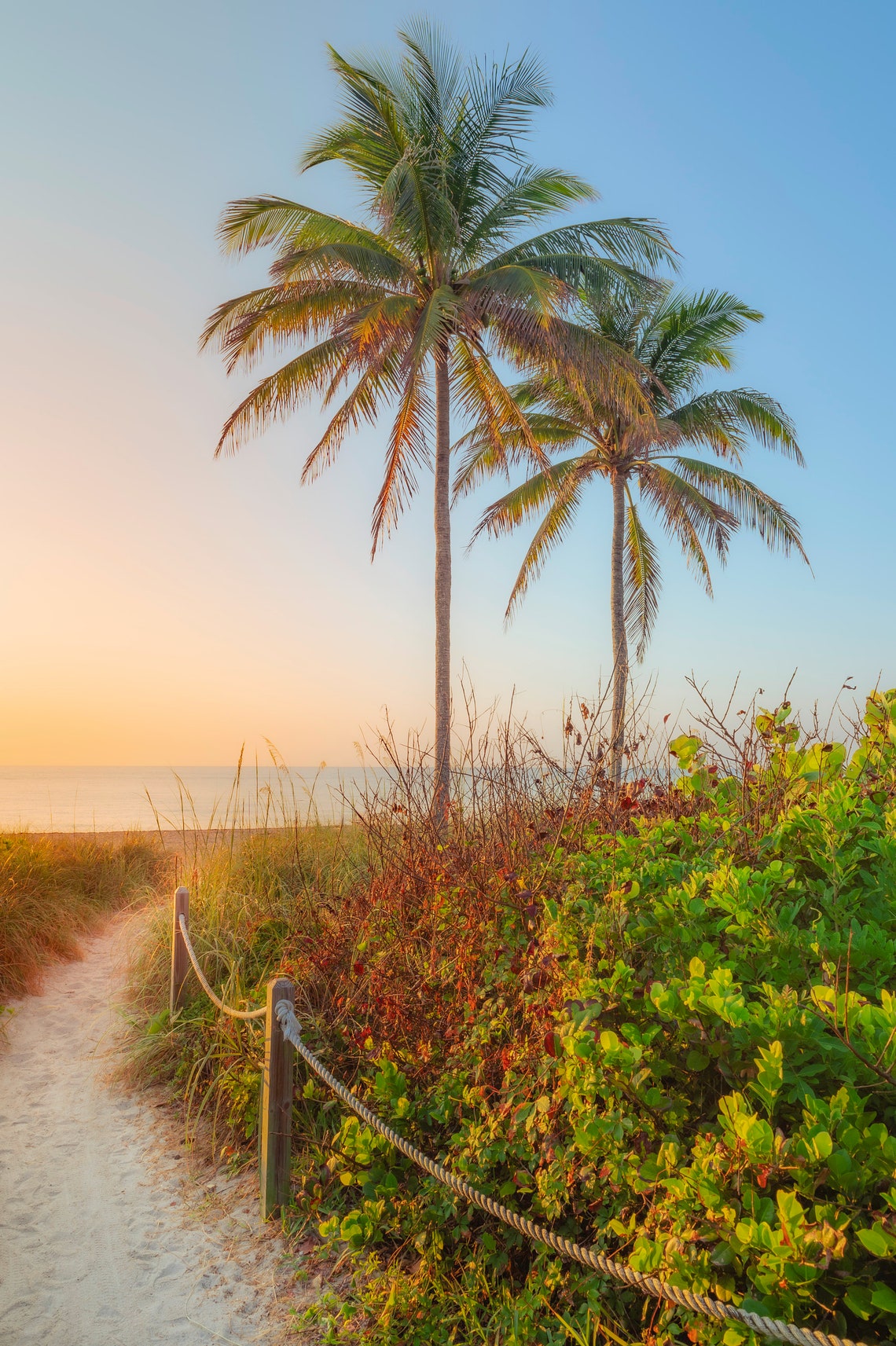 Beach Palm Tree Canvas | Tropical Palm Tree | Canvas Wall Art | Palm ...