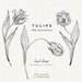 Tulips Flower Clipart, Black and White Outline, Spring Easter ...