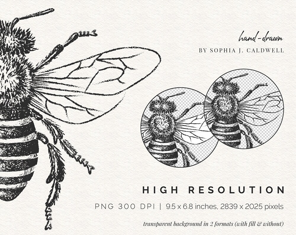 Honey Bee Clipart Digital Stamps Black and White Line | Etsy UK
