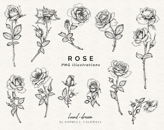 Roses Drawings Outlines