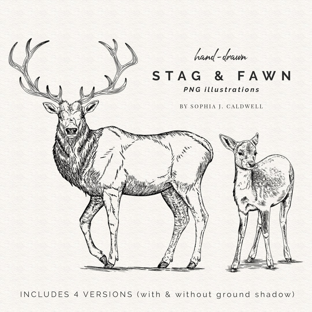 Stag Fawn PNG Clipart Set, Deer Buck Doe Digital Stamps, Hand Drawing ...