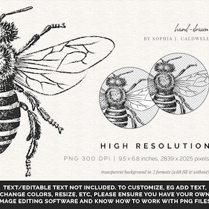 Honey Bee Clipart, Digital Stamps, Black and White Line Drawing ...
