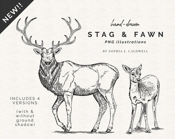 How To Draw A Doe Deer