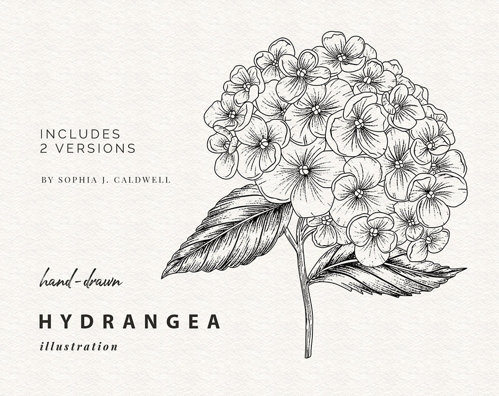 Hydrangea Digital Stamp Digi Flower Line Art Hand Drawn Etsy
