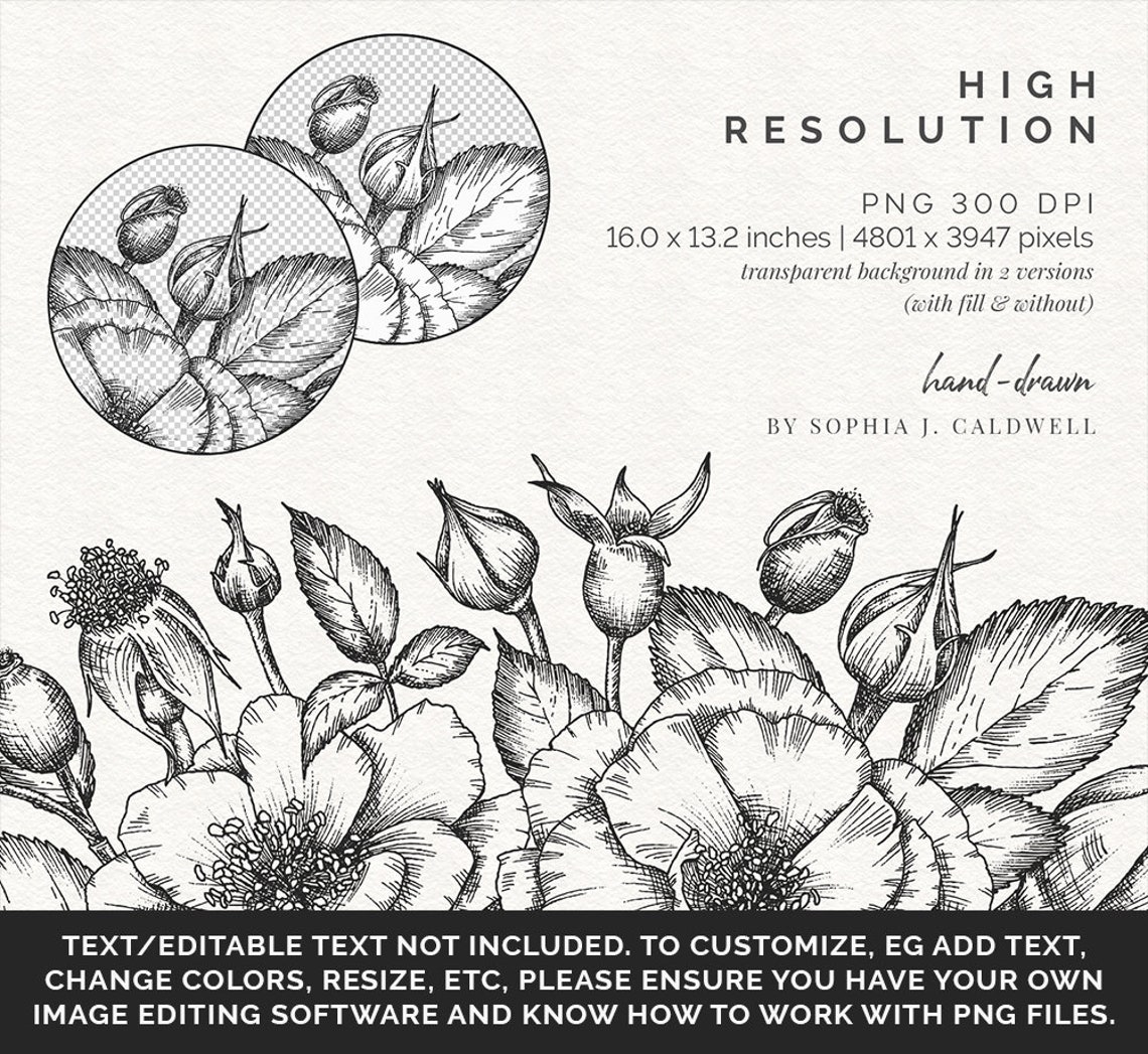 Rose Line Drawing Border Frame Botanical Floral Clip Art - Etsy