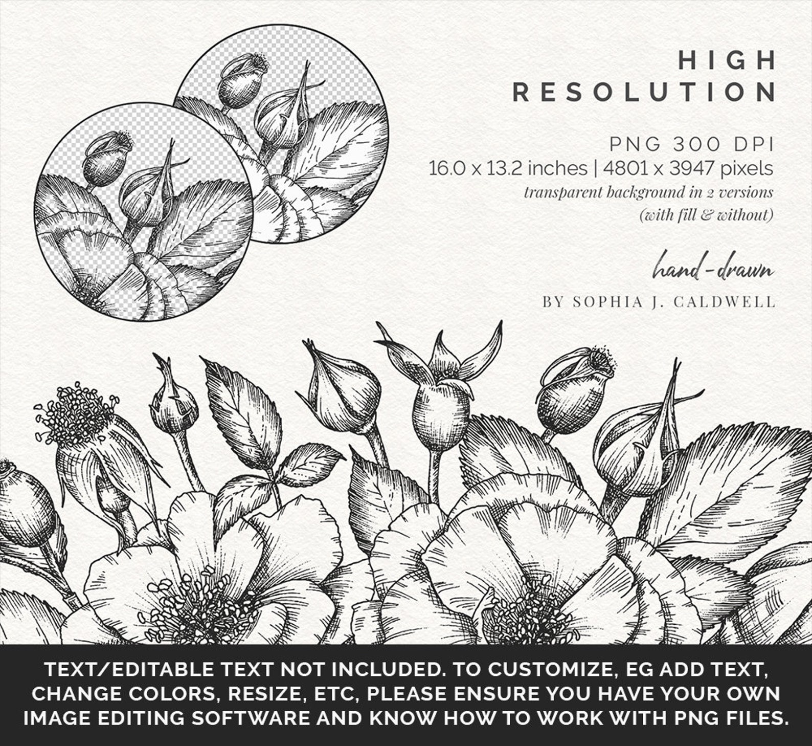 Rose Line Drawing Border Frame Botanical Floral Clip Art - Etsy