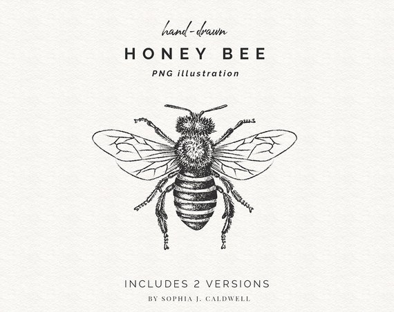 Honey Bee Clipart Black And White