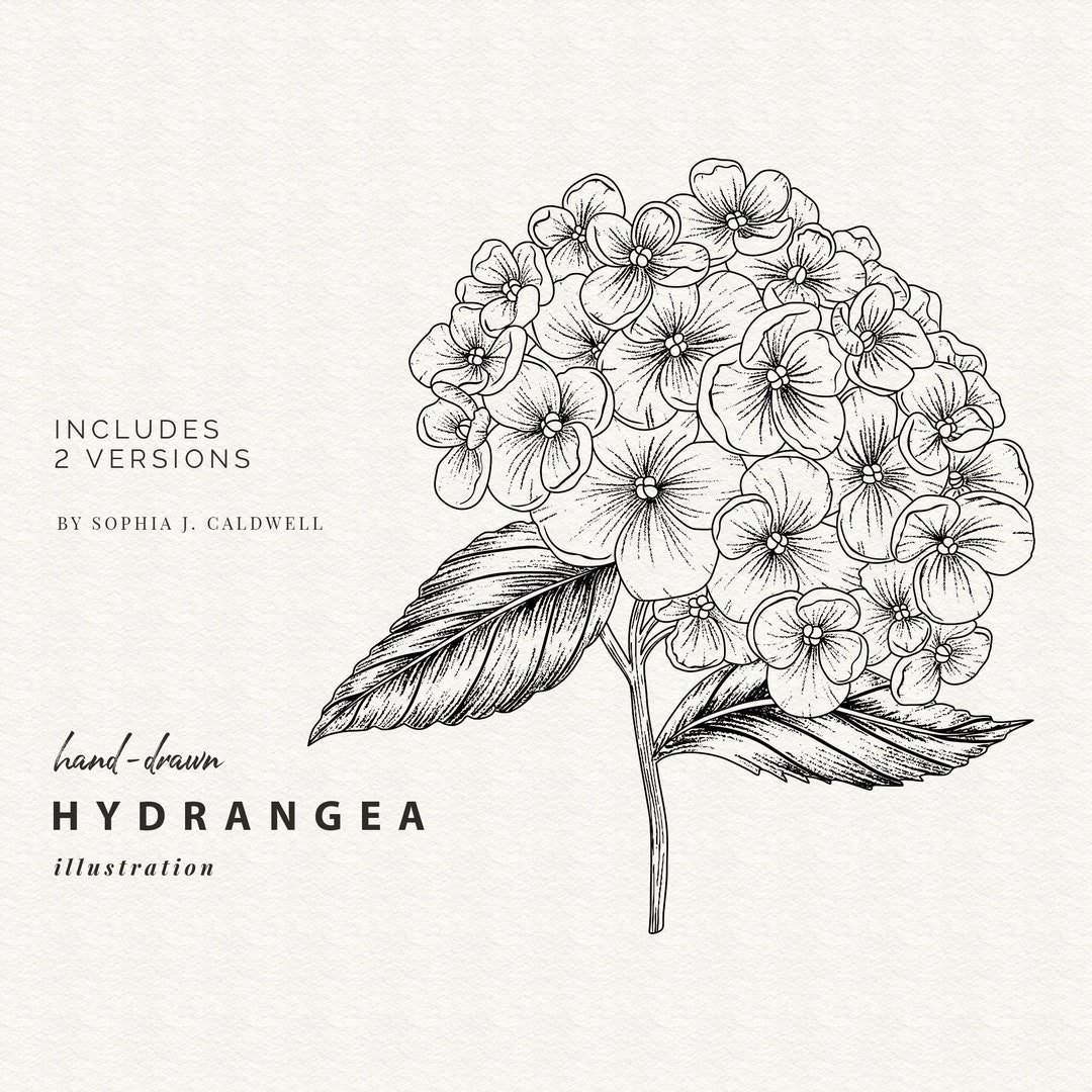 Hydrangea Digital Stamp, Digi Flower Line Art, Hand Drawn, Commercial ...