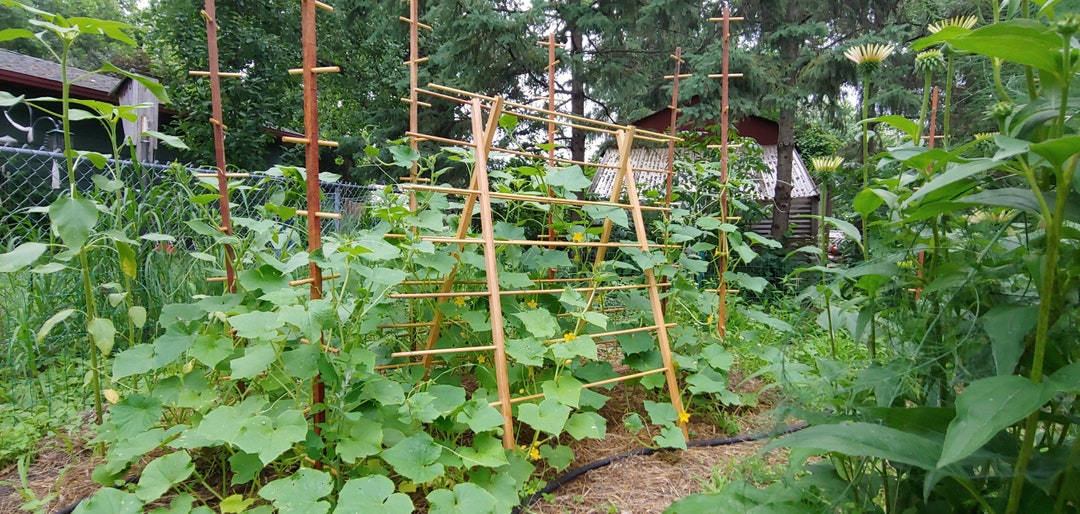 Hardwood Trellis - A Frame, 4ft and 6ft Plant Playground, Fun for ...