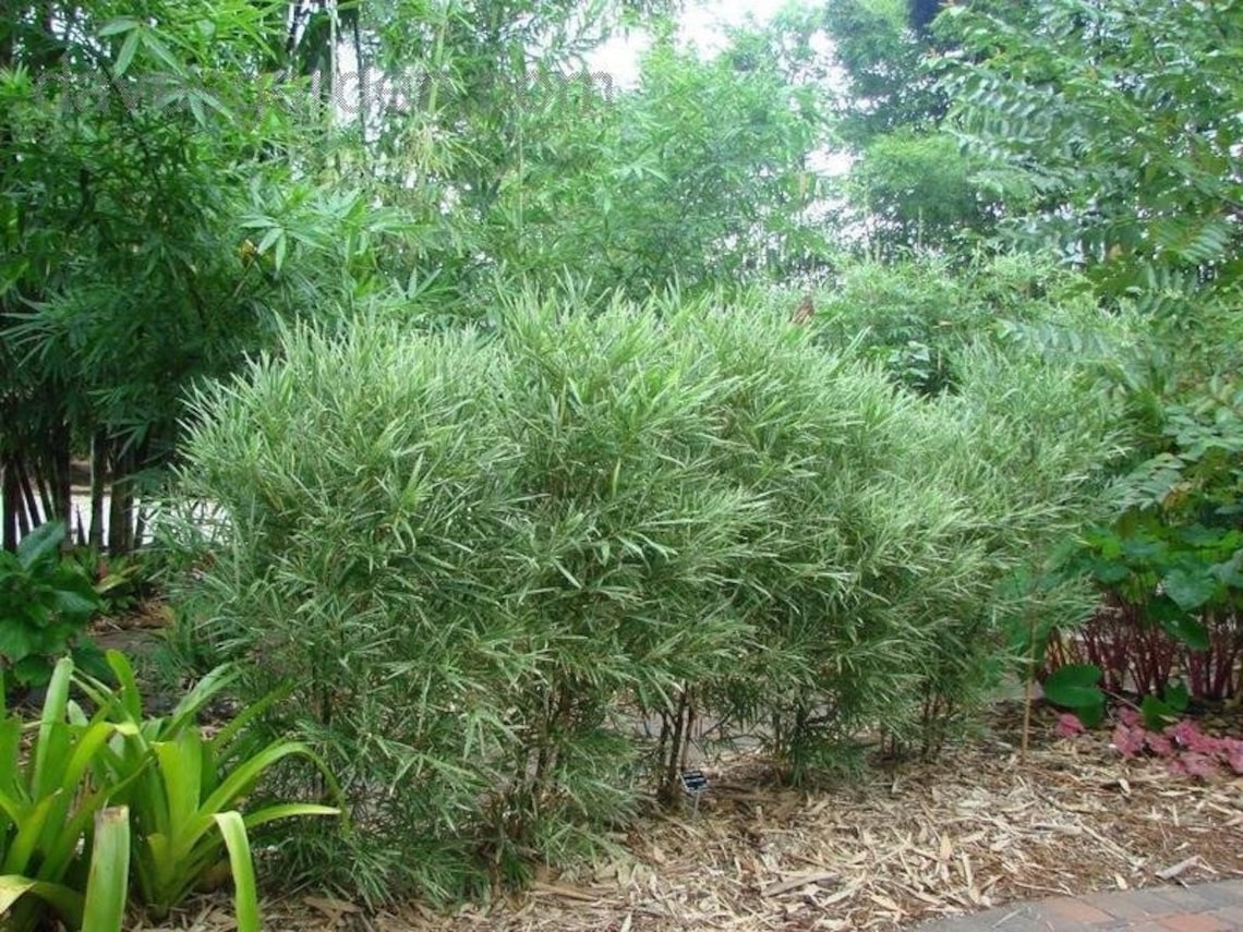 Bambusa Malay Dwarf Variegated Bamboo Plant – 1 Gallon Size – Clumping ...