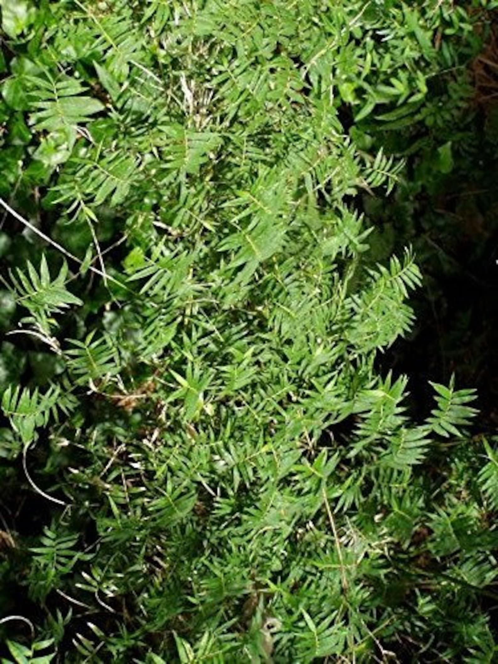Fernleaf Clumping Bamboo - Bambusa "fernleaf" - Sound Blocking Hedge ...