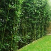 Bambusa “lady Finger” Clumping, Non-invasive Bamboo Plant – Large 1 ...