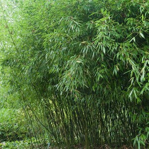 Phyllostachys Bissetti/david Bisset Bamboo-very COLD HARDY Down to -15 ...