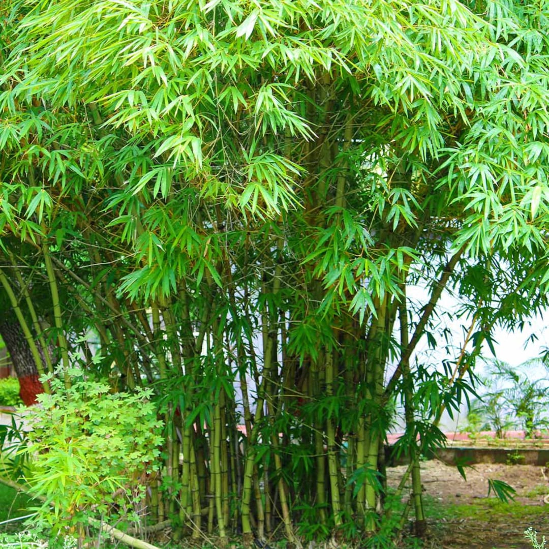 Graceful Bamboo - Bambusa Textilis Gracilis-1 Gallon Size-clumping, Non ...