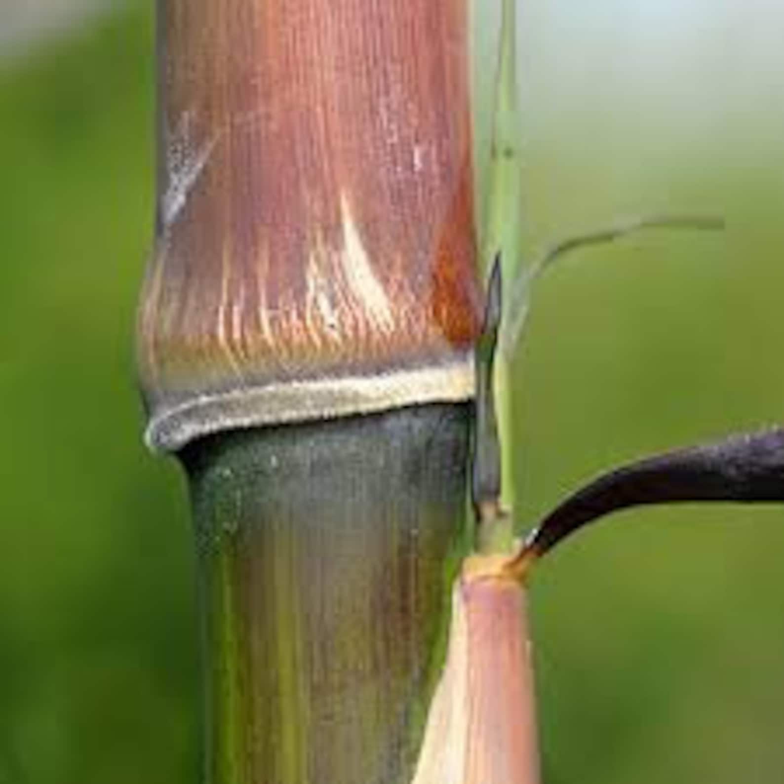 Red Temple Bamboo / Narihira Bamboo Semiarundinaria Fastuosa - 1 Gallon ...