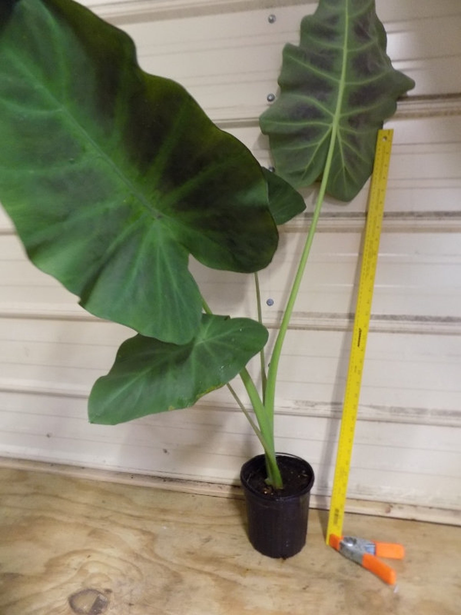 Colocasia 'maximus Gigante' - as Large as Thailand Giant! - Etsy