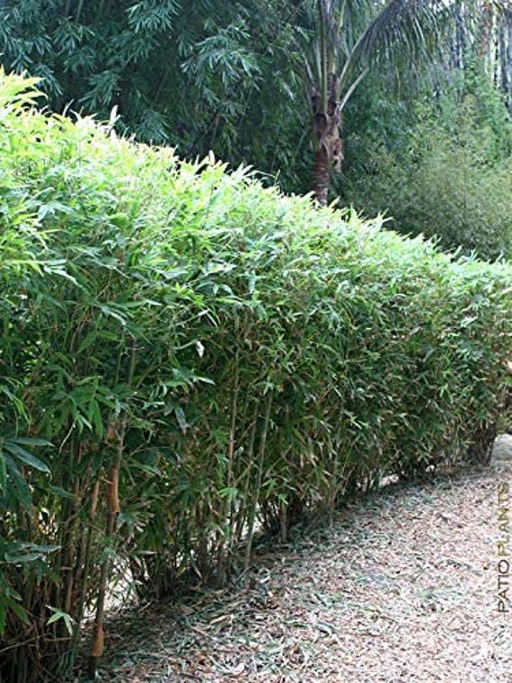 Fernleaf Clumping Bamboo/bambusa 1 Value Priced Division - Etsy