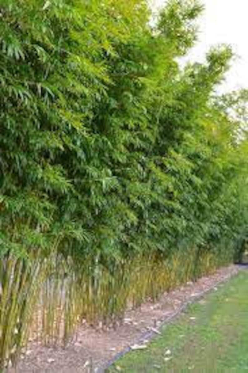 Graceful Bamboo - Bambusa Textilis Gracilis-1 Gallon Size-clumping, Non ...
