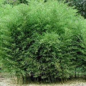Phyllostachys Bissetti/david Bisset Bamboo-very COLD HARDY Down to -15 ...