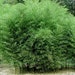 Bambusa lady Finger Clumping, Non-invasive Bamboo Plant Large 1 Gallon ...