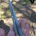 Blue Timber Clumping Bamboo/bambusa- 1 Value Priced Division - Approx ...