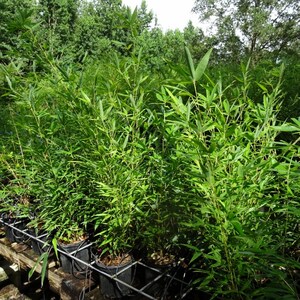 Phyllostachys Bissetti/david Bisset Bamboo-very COLD HARDY Down to -15 ...