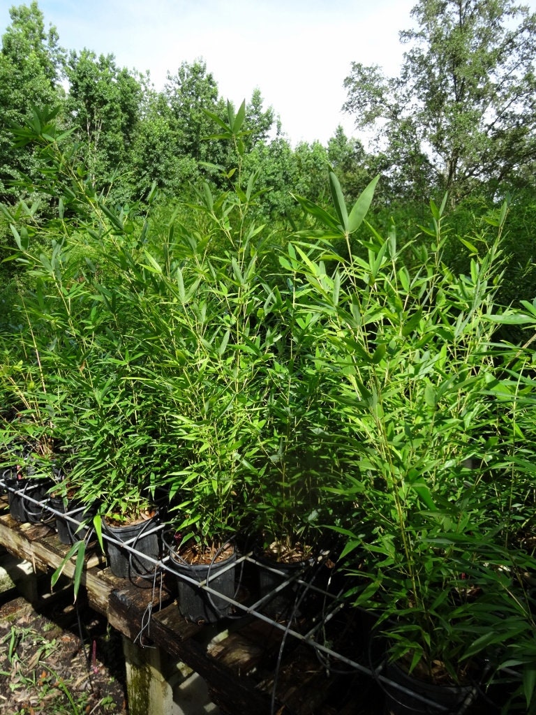 Phyllostachys Bissetti/david Bisset Bamboo-very COLD HARDY Down to -15 ...