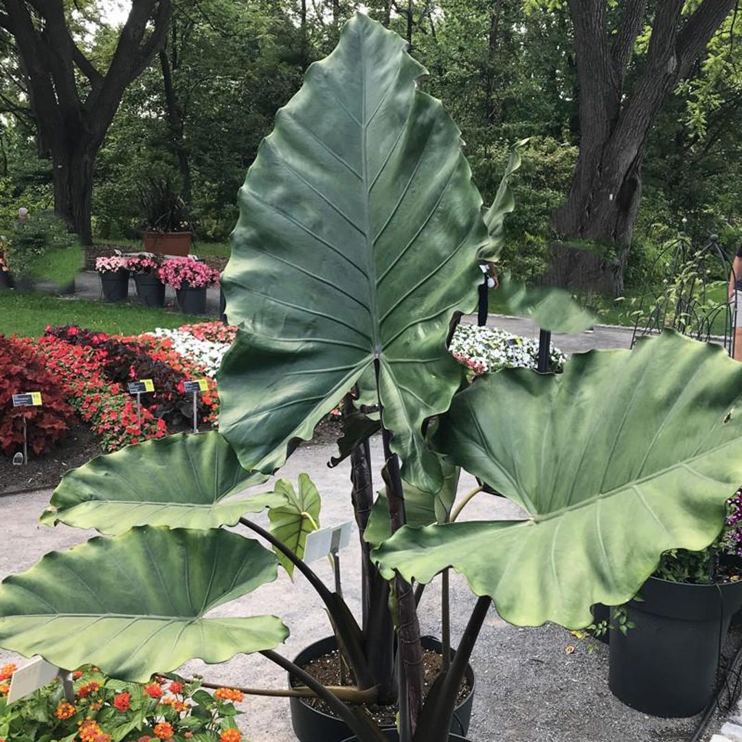 Sumo Alocasia / Elephant Ear – 1 Large Gallon Size – Growing to 10 Feet ...