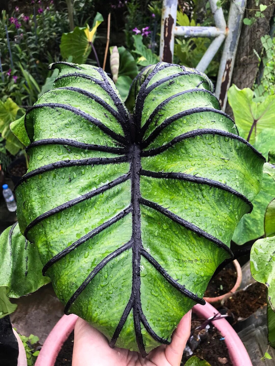 Pharaoh's Mask Colocasia / Elephant Ear - Live Tropical Plant - Rare ...