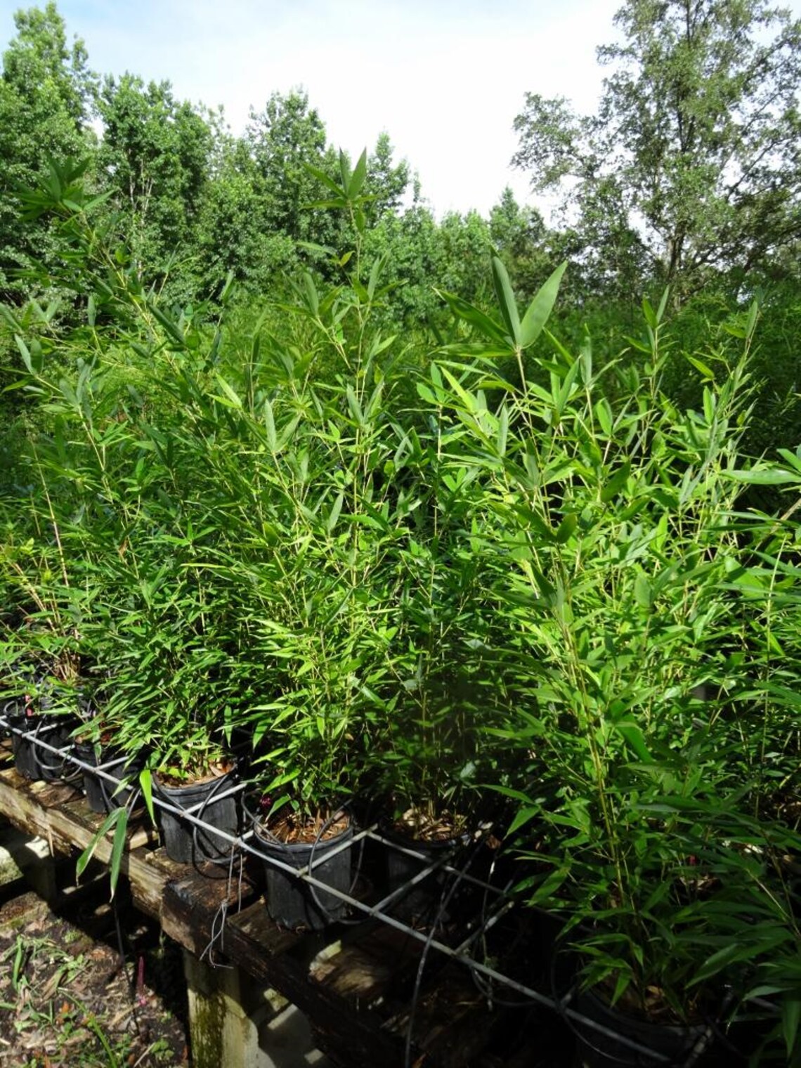 Phyllostachys Bissetti/david Bisset Bamboo-very COLD HARDY Down to -15 ...