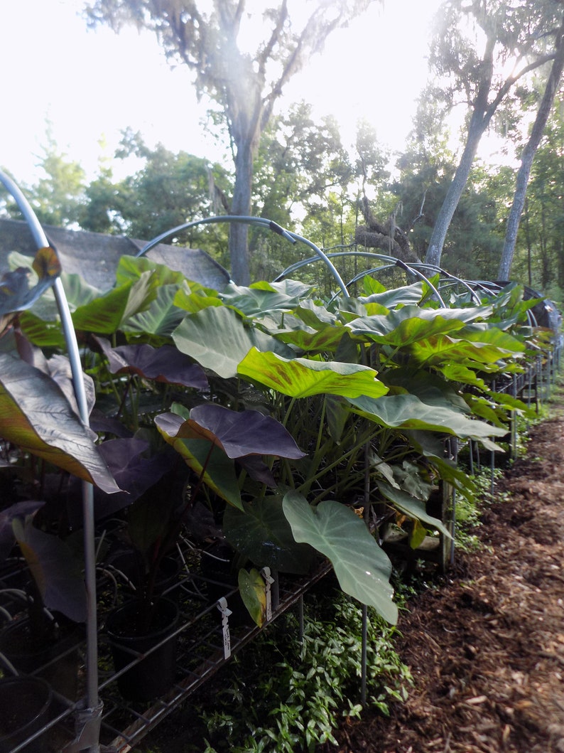 Colocasia 'maximus Gigante' - as Large as Thailand Giant! - Etsy