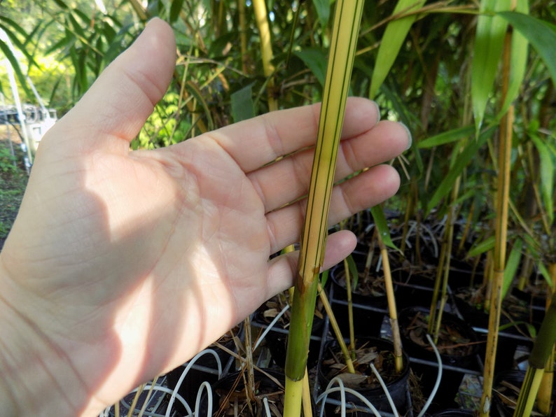 Asian Lemon Yellow Bamboo – Clumping Variety – NON-INVASIVE Bambusa ...
