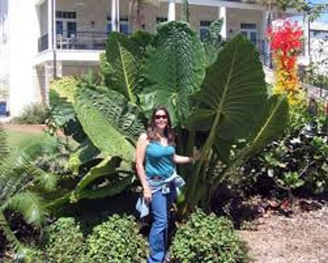 Borneo Giant Alocasia / Elephant Ear / Taro - 1 Gallon Size - Etsy