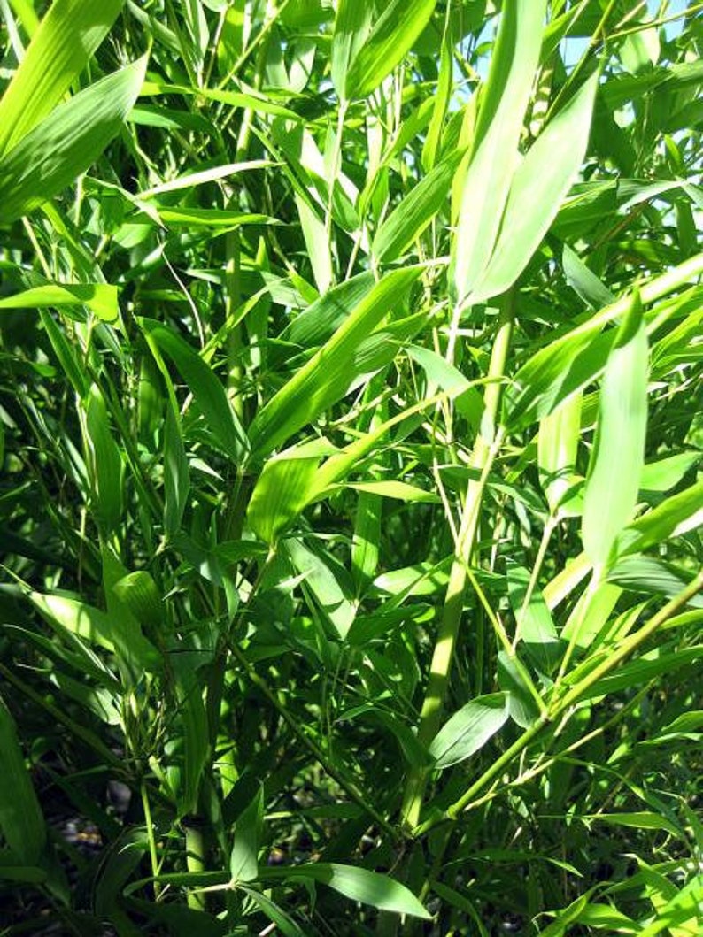 Phyllostachys Bissetti/david Bisset Bamboo-very Cold Hardy - Down to ...