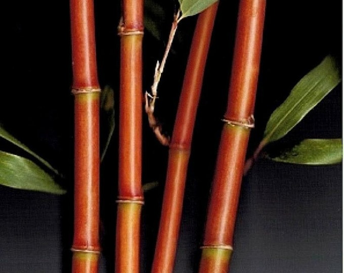 Red Margin Bamboo - Etsy
