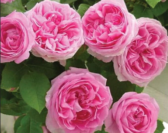 Zephirine Drouhin Climbing Rose Plant - Large 1 Gallon Size - Etsy