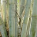 20 Divisions - Angel Mist Clumping Bamboo - White Bamboo ...