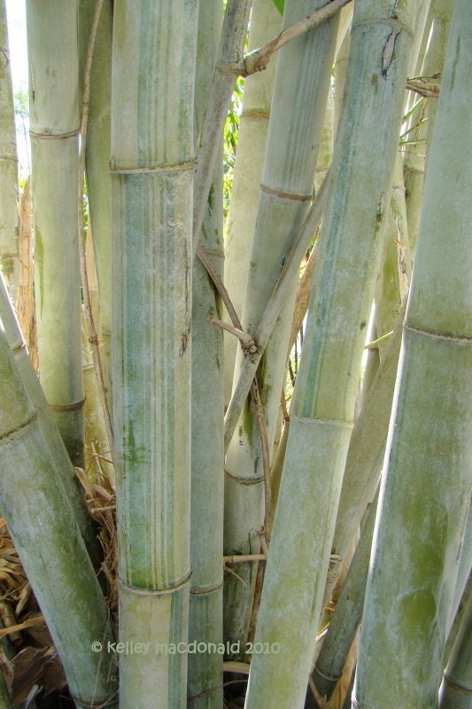 10 Divisions Angel Mist Clumping Bamboo White Bamboo - Etsy