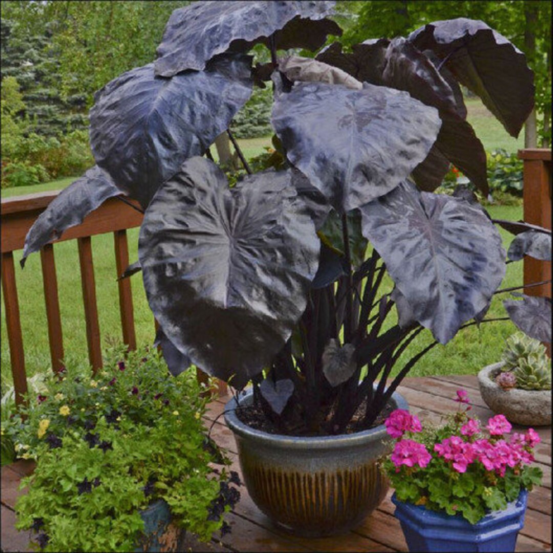 Black Coral Colocasia / Elephant Ear, Large 1 Gallon Size! - Etsy