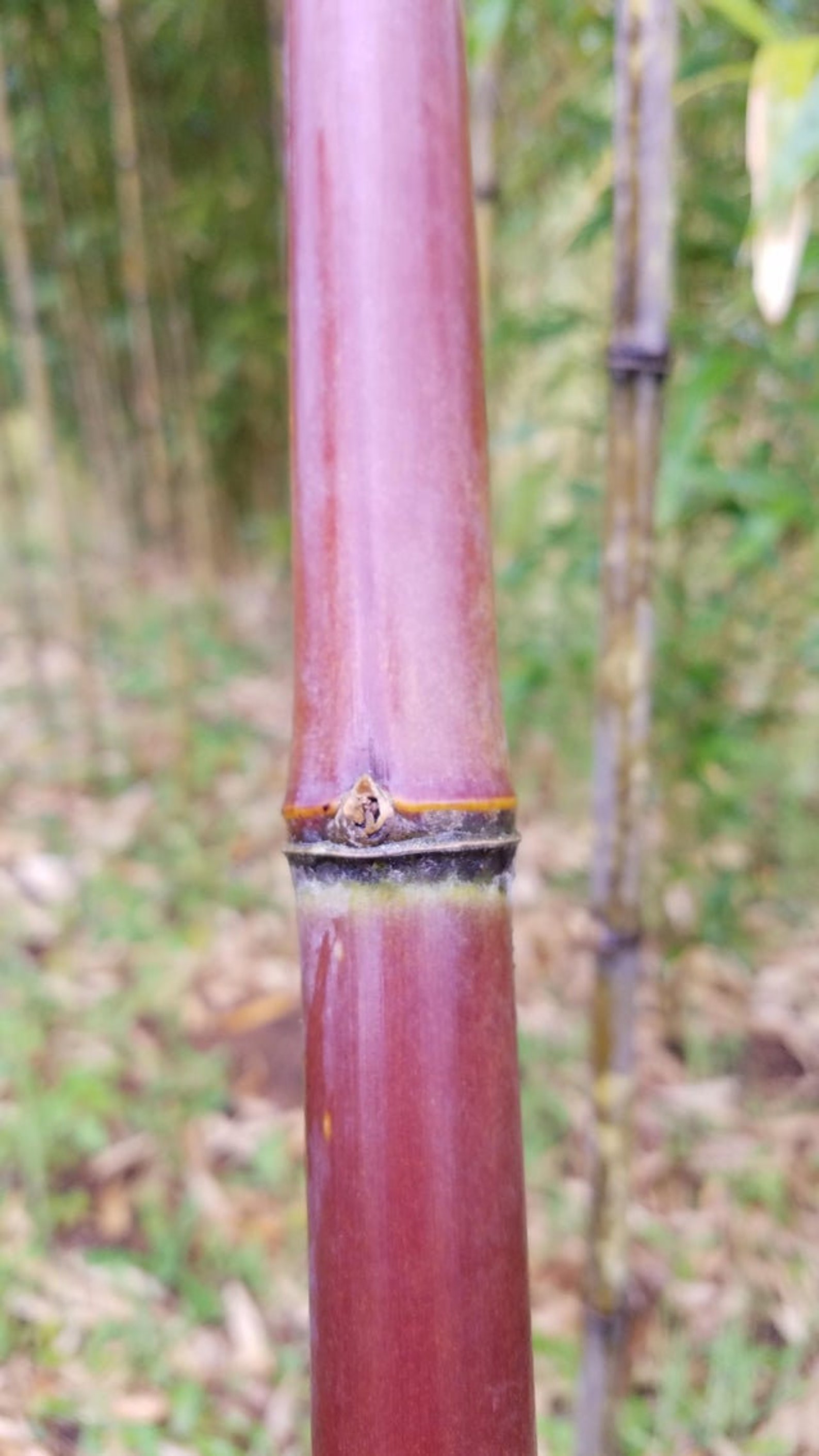 Red Temple Bamboo / Narihira Bamboo Semiarundinaria Fastuosa - 1 Gallon ...