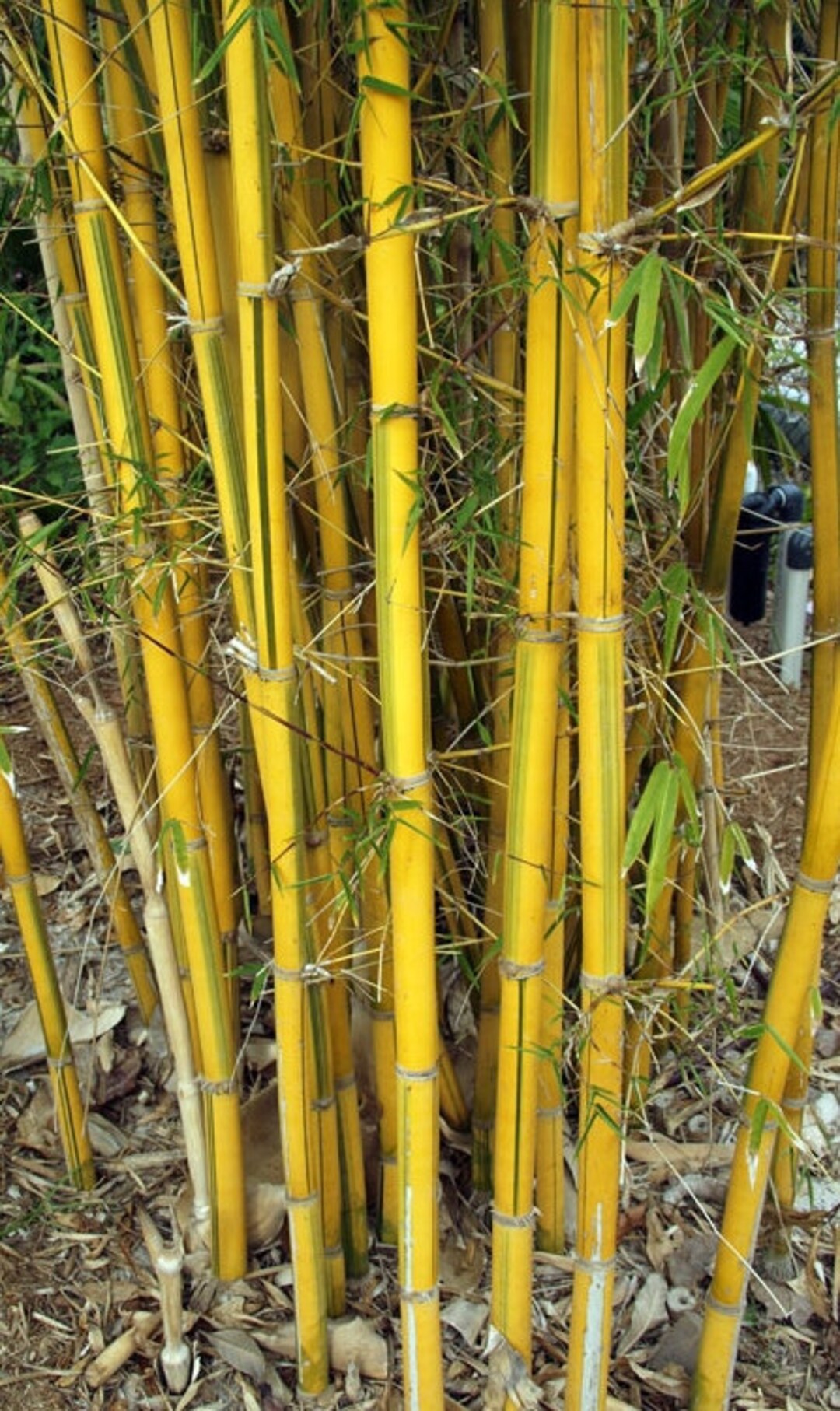 10 Divisions Asian Lemon Bamboo Clumping Variety NON-INVASIVE Bambusa ...