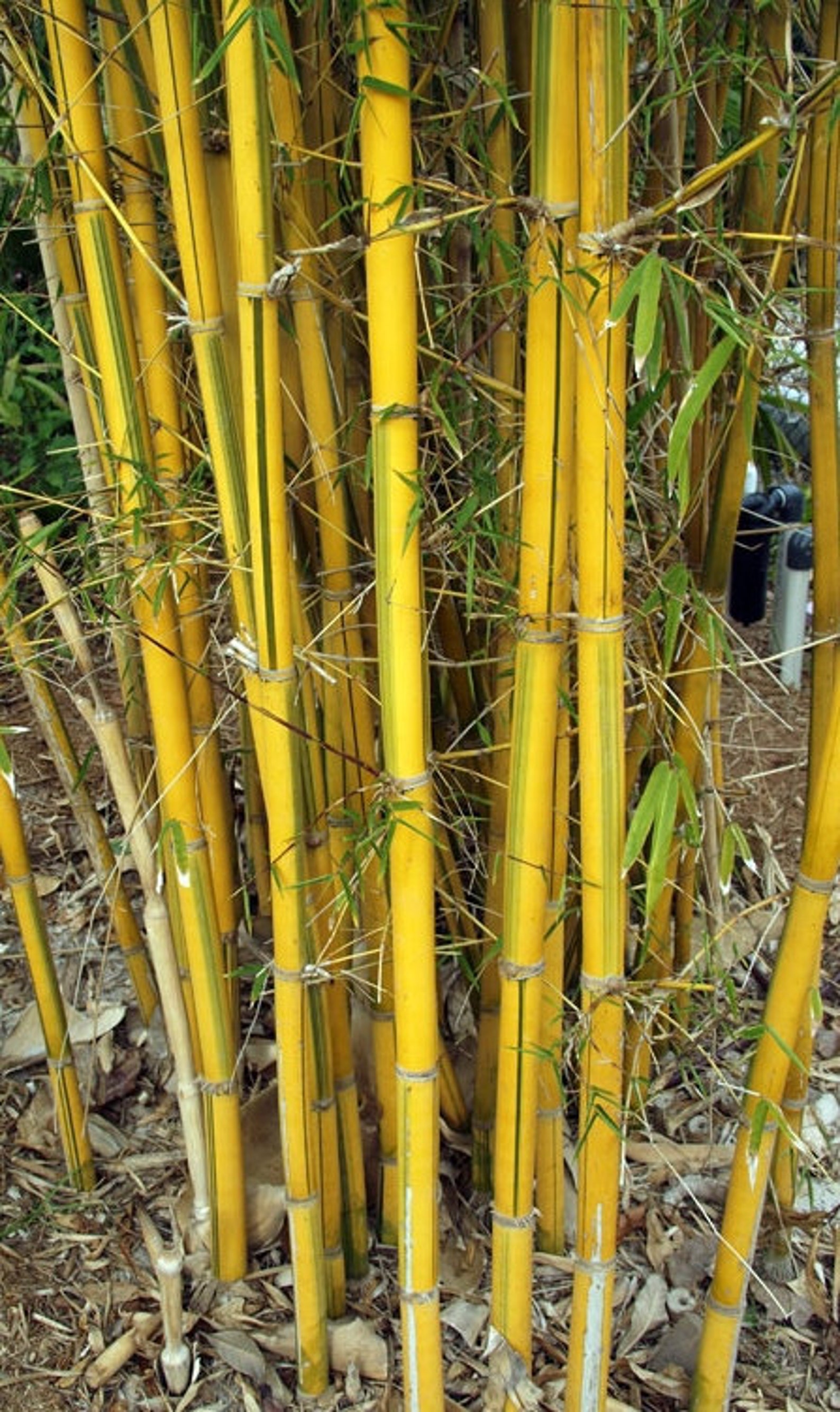 Asian Lemon Yellow Bamboo – Clumping Variety – NON-INVASIVE Bambusa ...