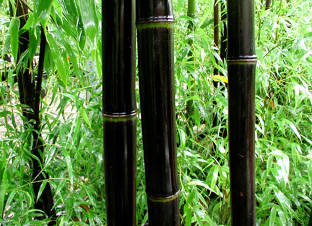 Black Bamboo Plant - Phyllostachys Nigra - 1 Gallon Plant B - Etsy