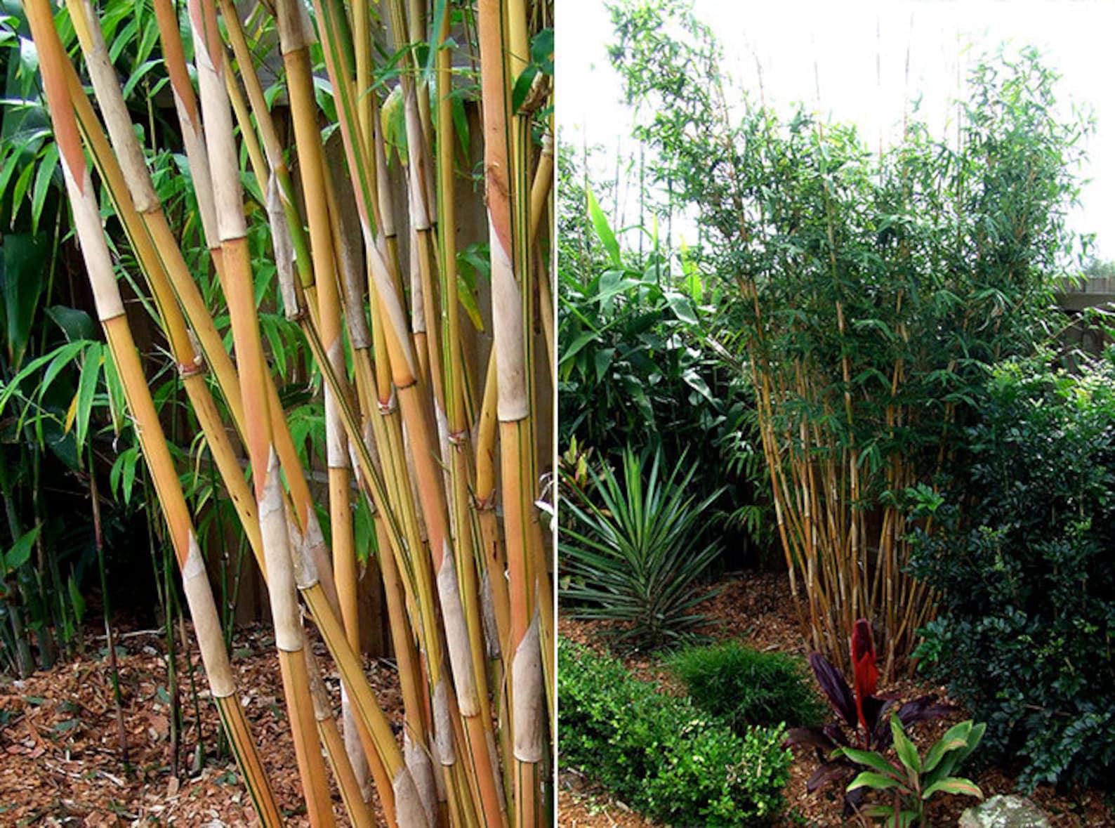 Bambusa Alphonse Karr / Golden Hedge Clumping Bamboo -lge 1 Gallon ...