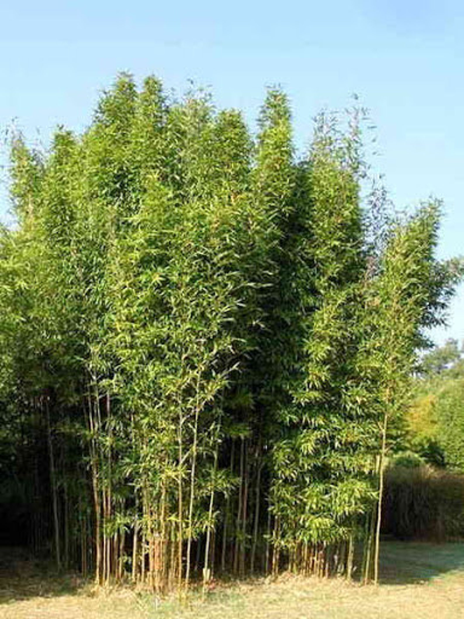 Red Temple Bamboo / Narihira Bamboo Semiarundinaria Fastuosa | Etsy